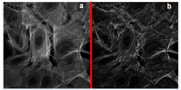 Implementation of a fluorescent image background removal algorithm adopted from optical spectrum ...