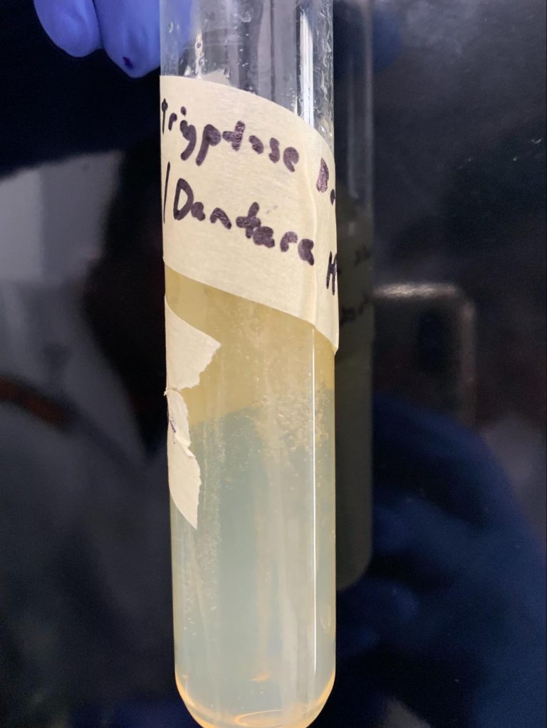 Analysis of Packaged Milk Quality Using Coliforms as Indicators - NHSJS