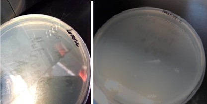 Analysis of Packaged Milk Quality Using Coliforms as Indicators - NHSJS