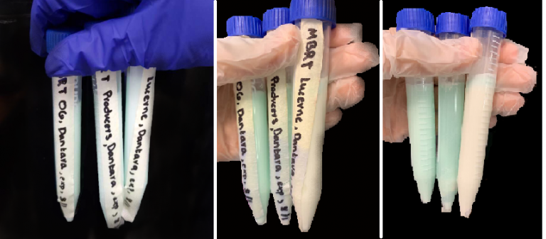 Analysis of Packaged Milk Quality Using Coliforms as Indicators - NHSJS