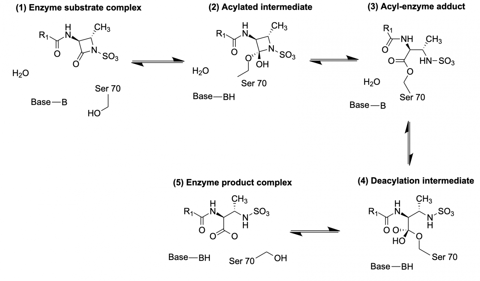 Beta-lactam Antibiotics: The Past, Present, and Future - NHSJS