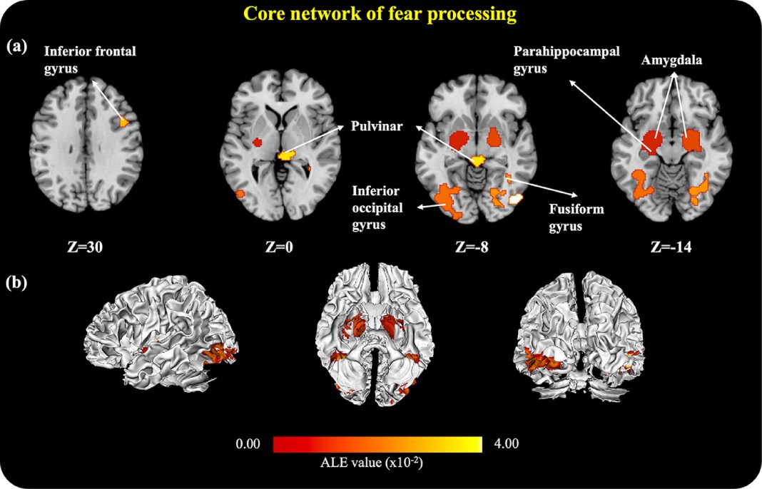 The Neural Circuits Underlying Fear and Surprise - NHSJS