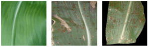 Early Detection of Crop Diseases Using CNN Classification - NHSJS