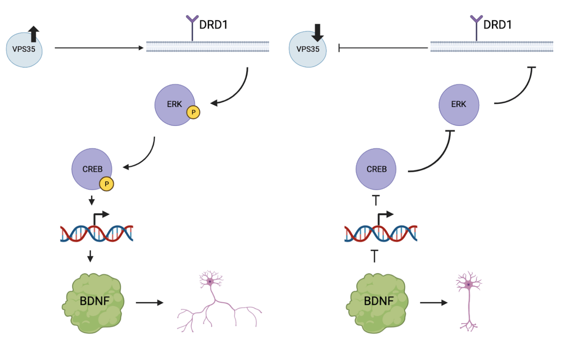 VPS35 Mechanisms and Pathways that Induce Pathogenesis of ...