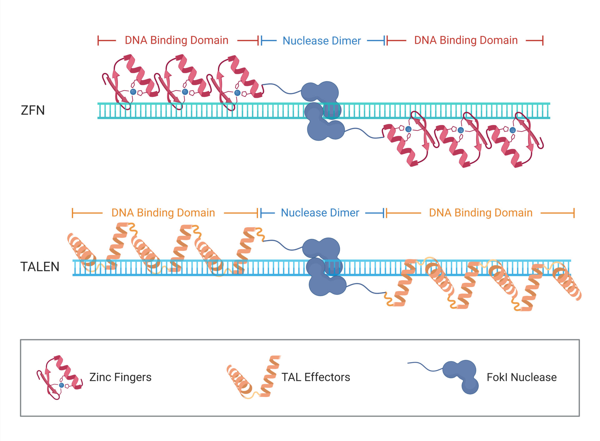 Genome Editing Tools and Their Implications in Agriculture - NHSJS