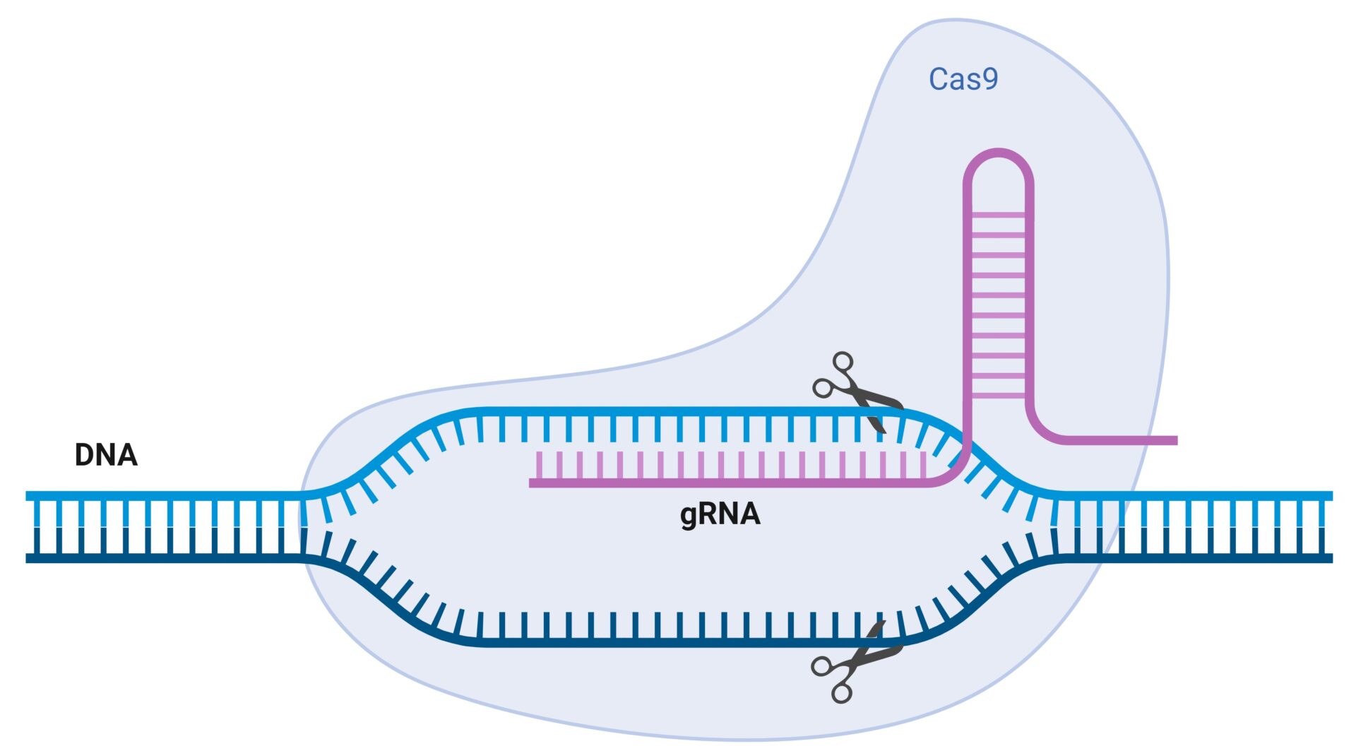 Genome Editing Tools and Their Implications in Agriculture - NHSJS