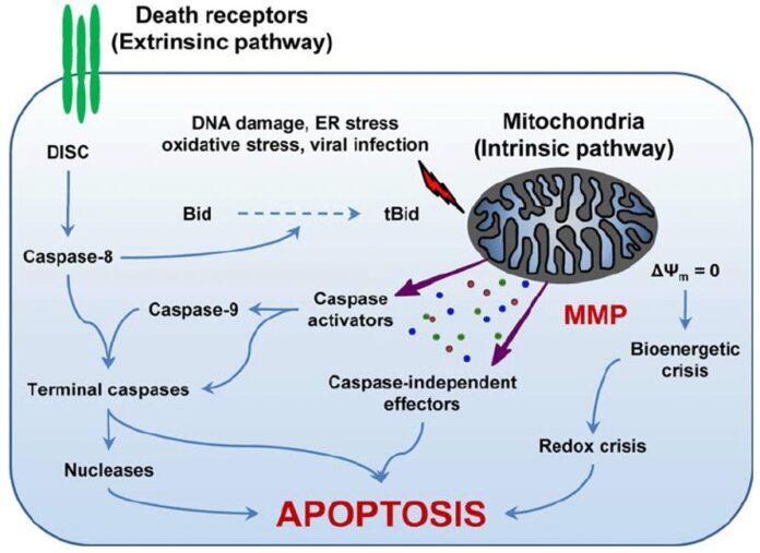 The Mitochondria as an Essential Regulator of Apoptosis - NHSJS