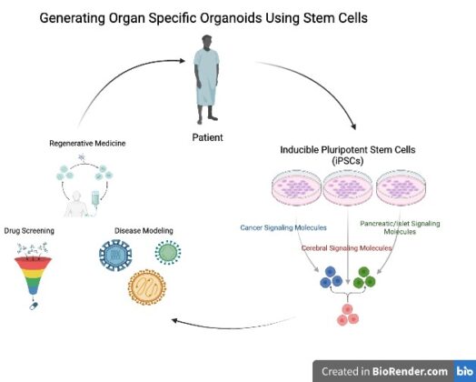 Human Stem Cell-Derived Organoids Address Top Medical Leading Causes of ...