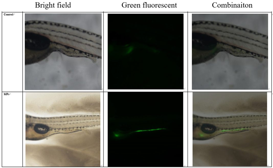 Micro Plastic Effects on Fresh Water Fish-Take Micro Plastic ...
