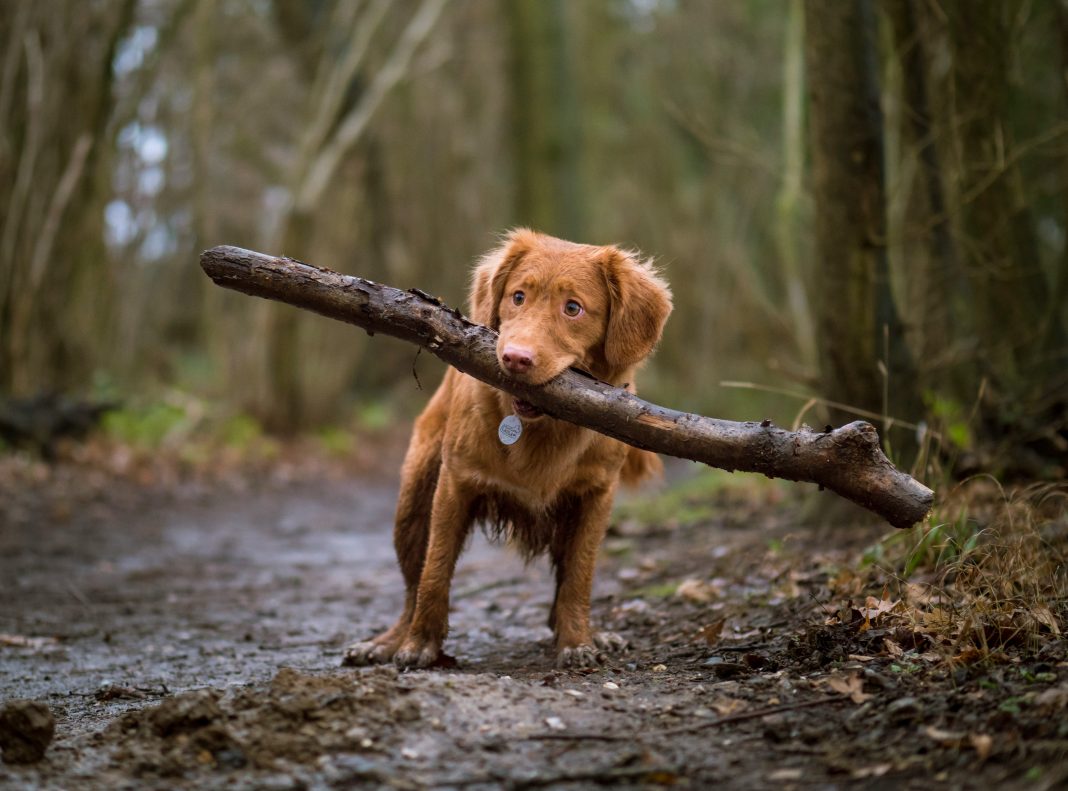 Reasons Contributing to Free-Roaming Dog Populations and their Effects ...