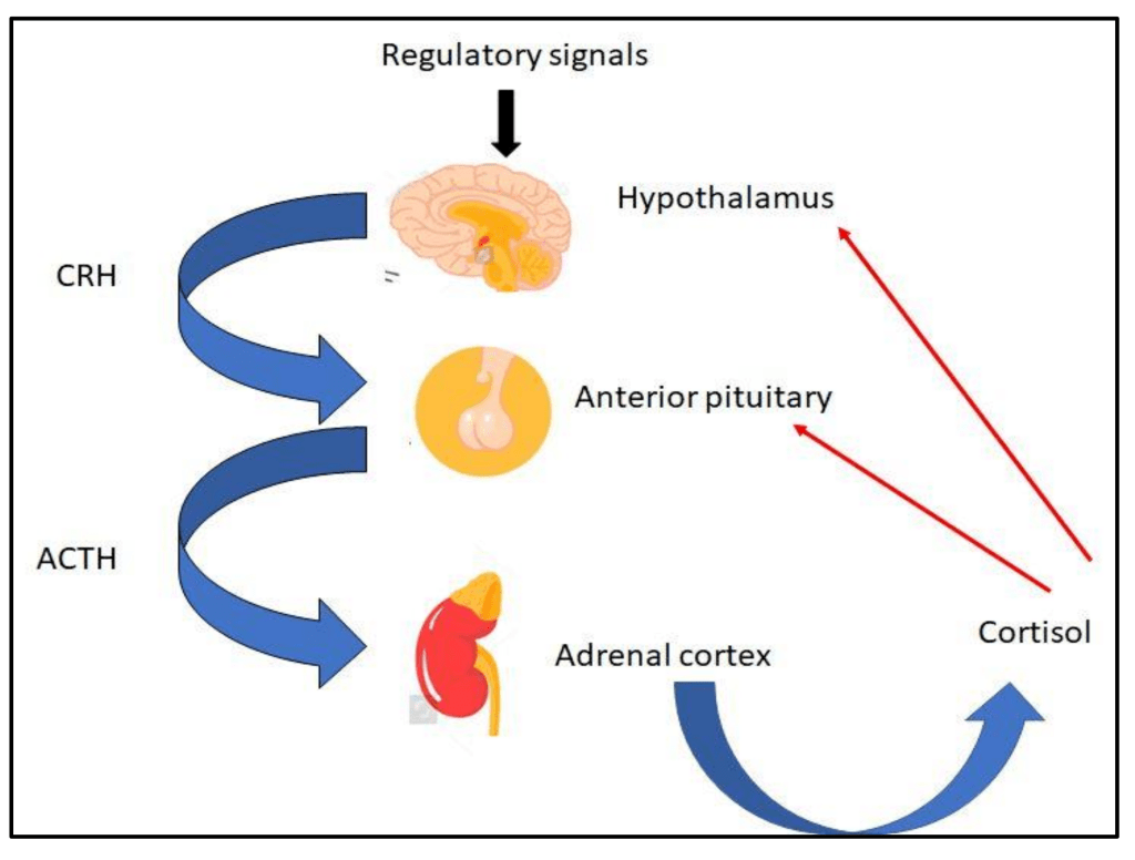 Effects of Microgravity on the Hypothalamic-Pituitary-Adrenal Axis and ...