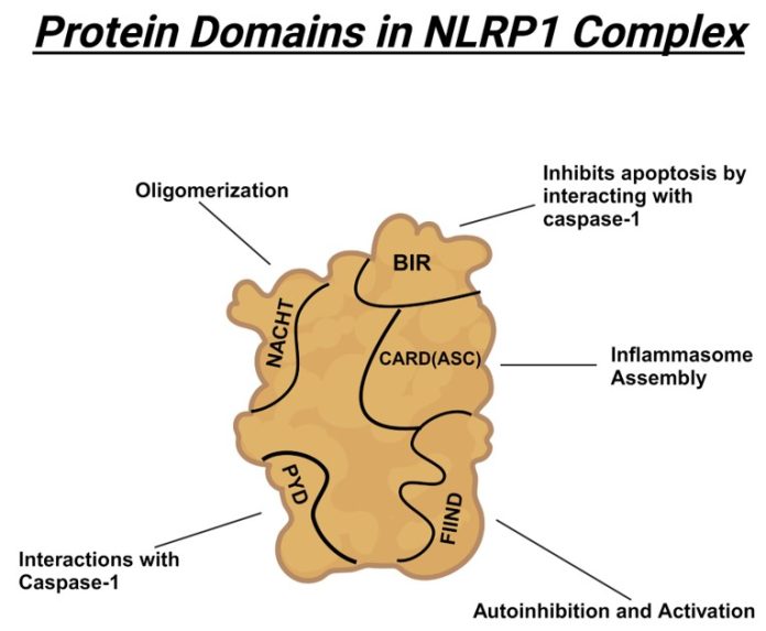 The Role of the NLRP1 Inflammasome in the Pathogenesis of Vitiligo: A ...