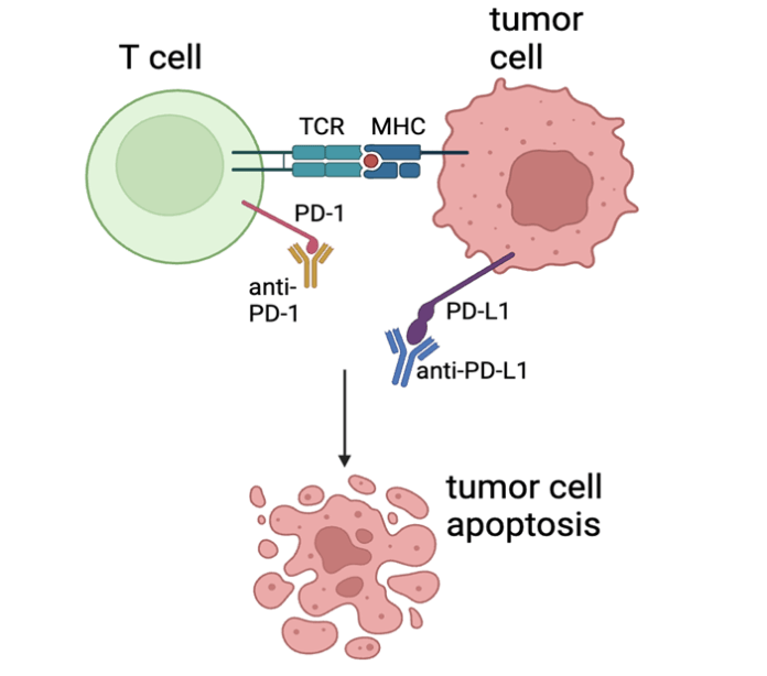 PD-L1/PD-1 Expression in Non-Small Cell Lung Cancer ...