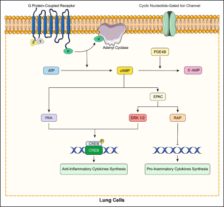 A Comprehensive Review of Phosphodiesterase 4B: Functions, Structure ...