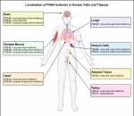 A Comprehensive Review of Phosphodiesterase 4B: Functions, Structure ...