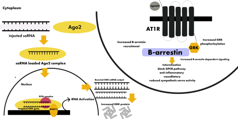 Selective Activation of β-Arrestin Pathways in AT1R via saRNA ...