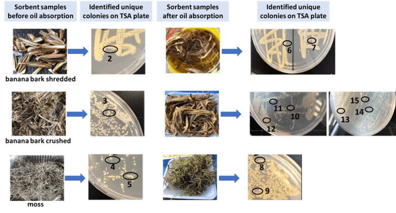 Banana Bark as a Novel Sustainable Oil Sorbent: Dual Functionality of ...