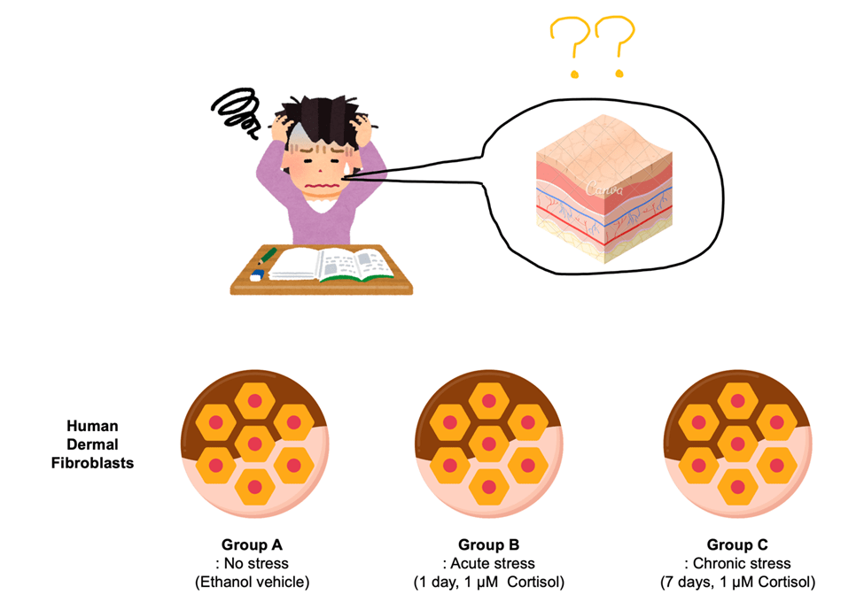 Cortisol-Induced Epigenetic Changes in Skin Cells and the Potential of ...