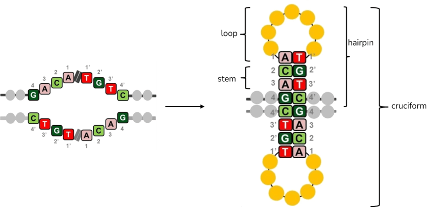 An Algorithm for Detection of Palindrome DNA - NHSJS