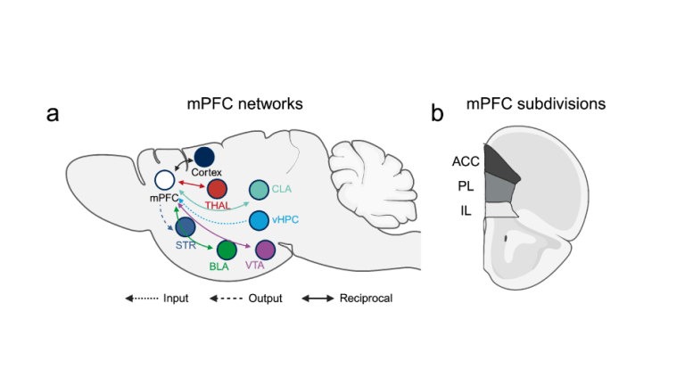 Medial Prefrontal Cortex Circuits and Their Roles in Cognition and ...