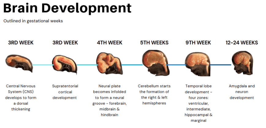 Impact of Maternal Negative Behaviors on Fetal Neurological Development ...